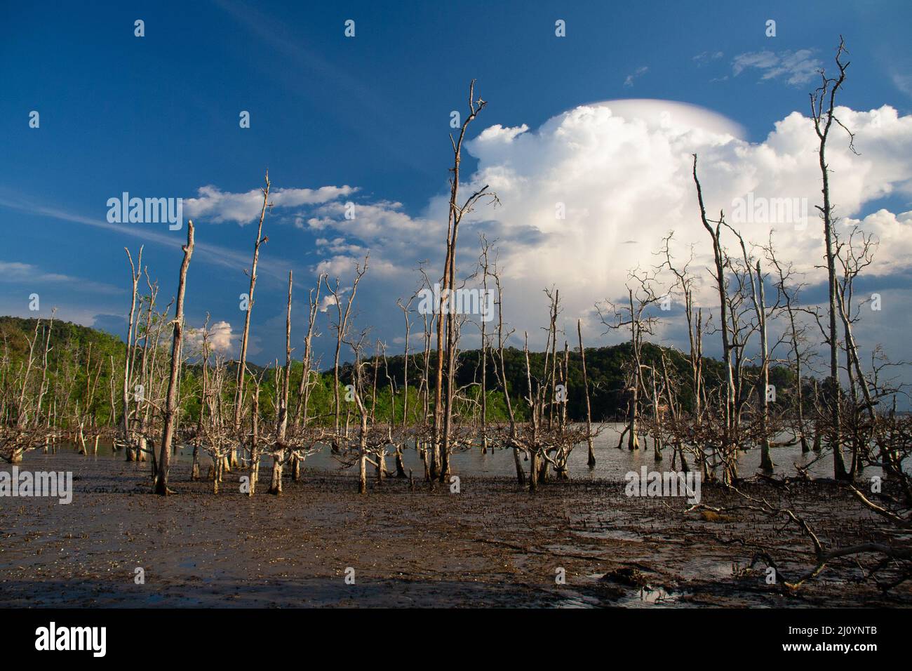 Mangrove forest at Baku National Park, Borneo - Malaysia Stock Photo ...