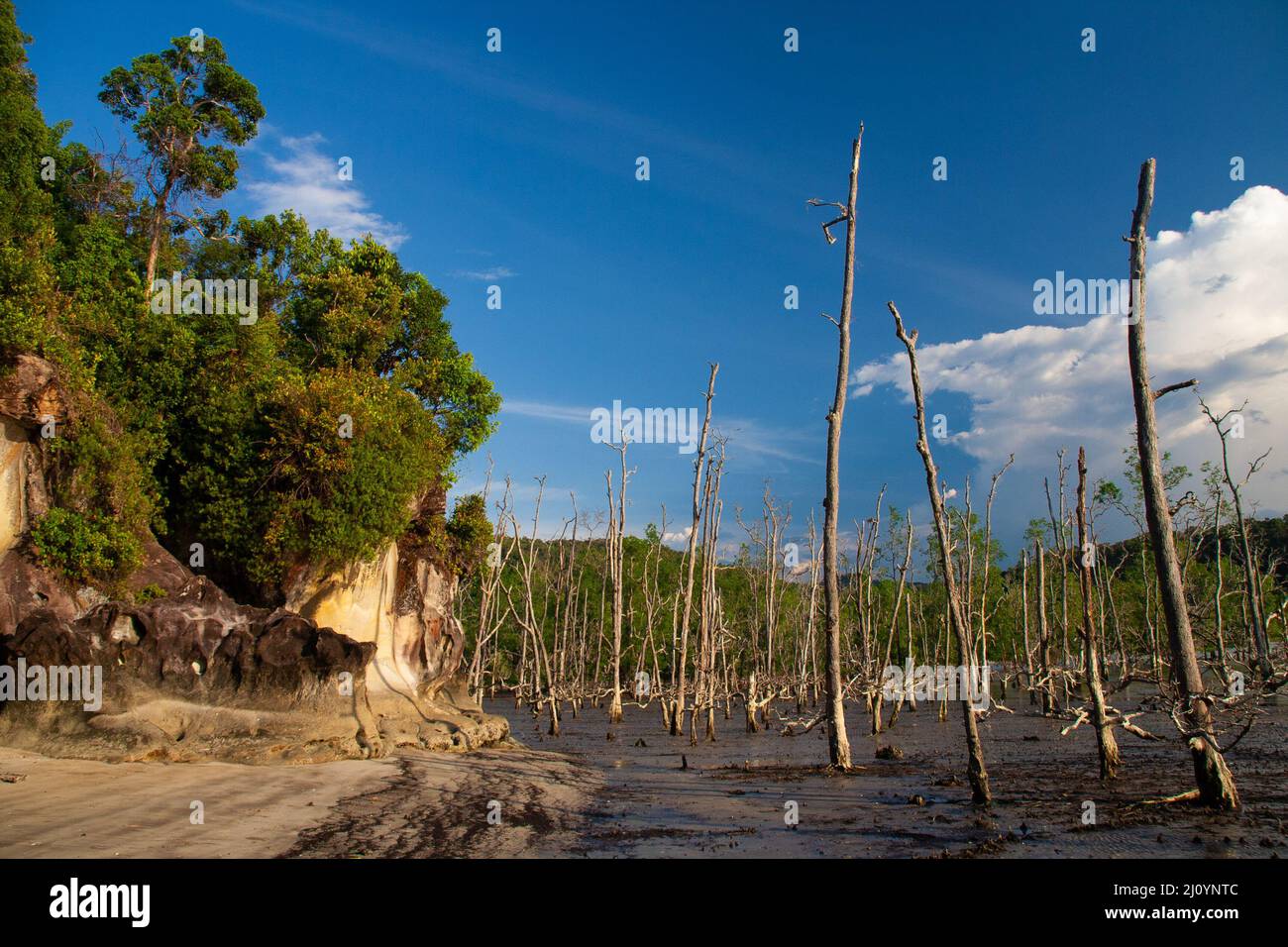 Mangrove forest at Baku National Park, Borneo - Malaysia Stock Photo ...