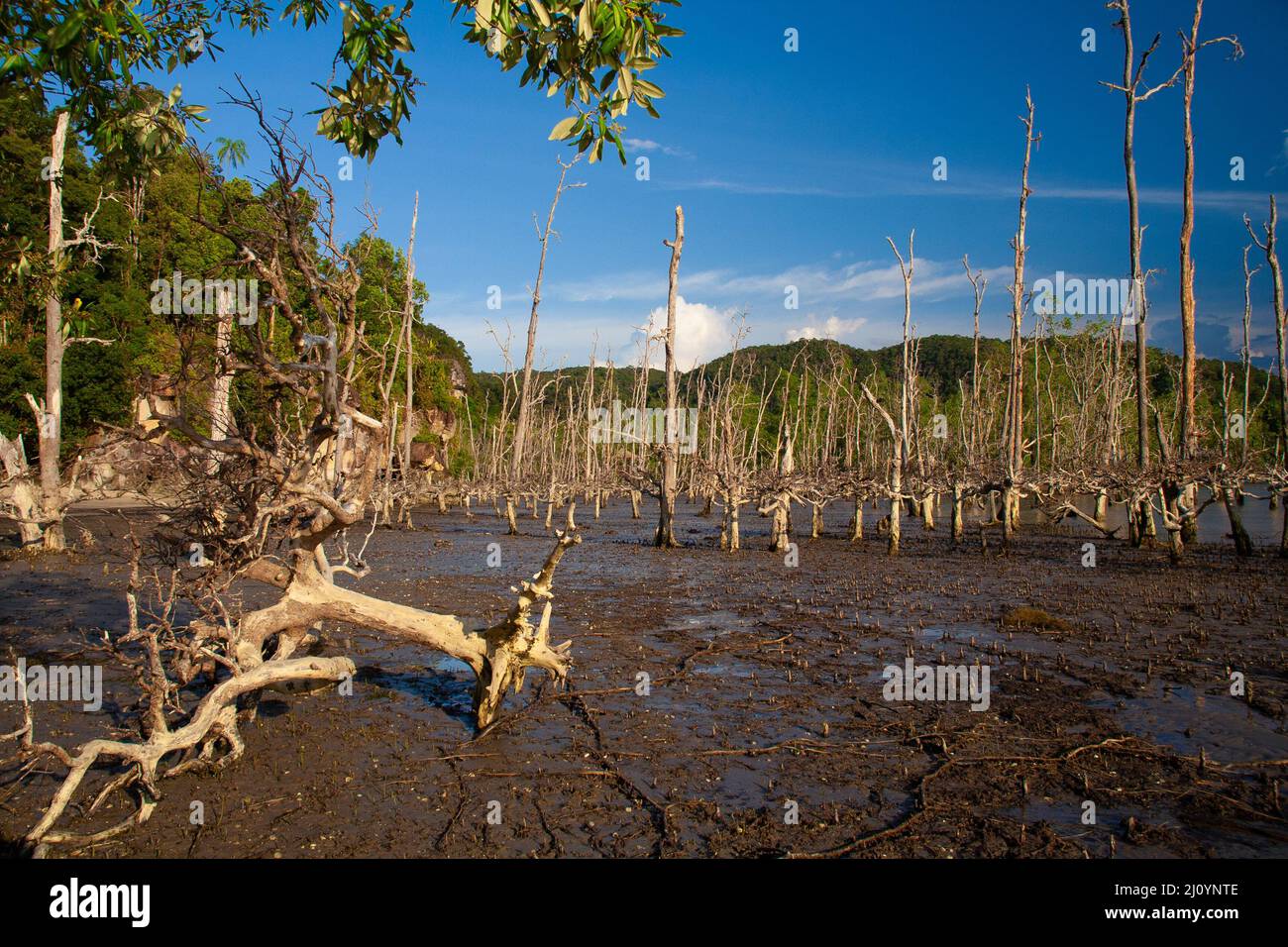 Mangrove forest at Baku National Park, Borneo - Malaysia Stock Photo ...
