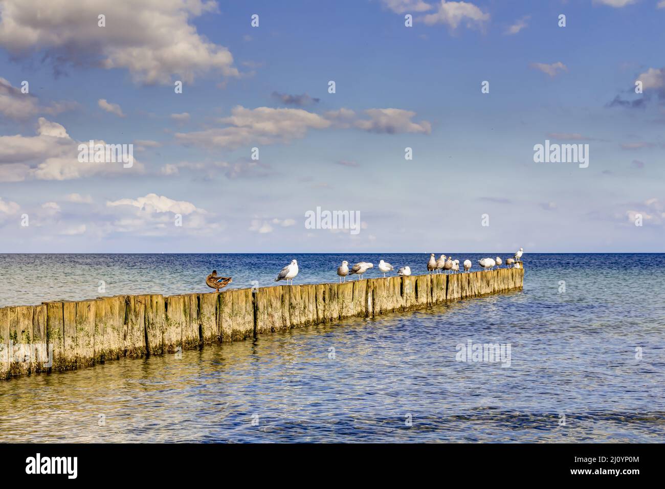 Groyne with seagulls on the beach Stock Photo - Alamy