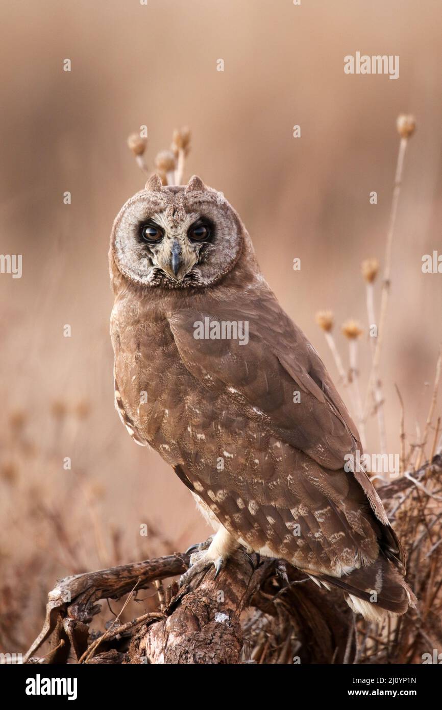 Marsh owl hi-res stock photography and images - Alamy