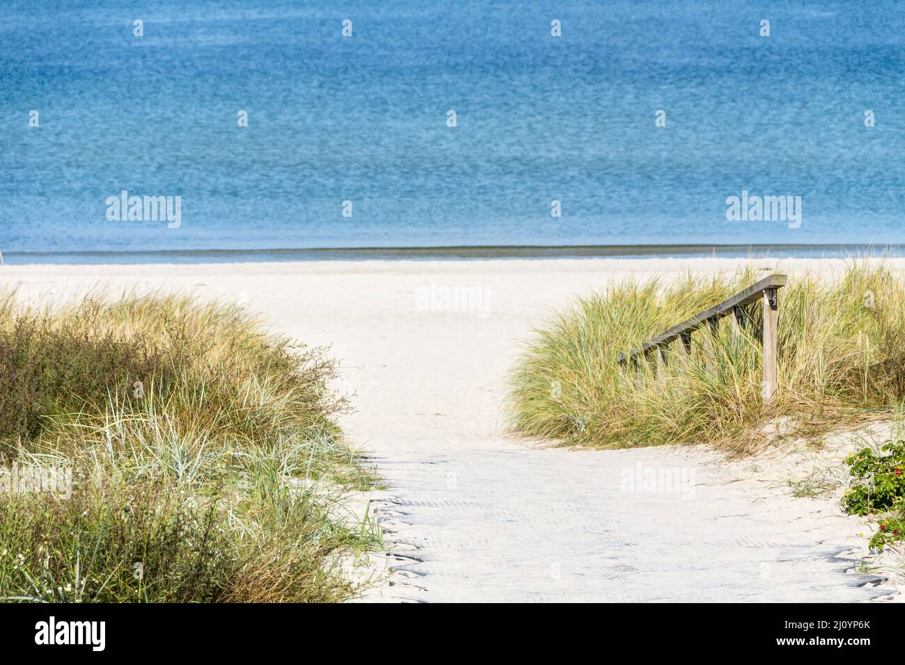 Narrow sandy path to the beach surrounded by dune grass Stock Photo - Alamy