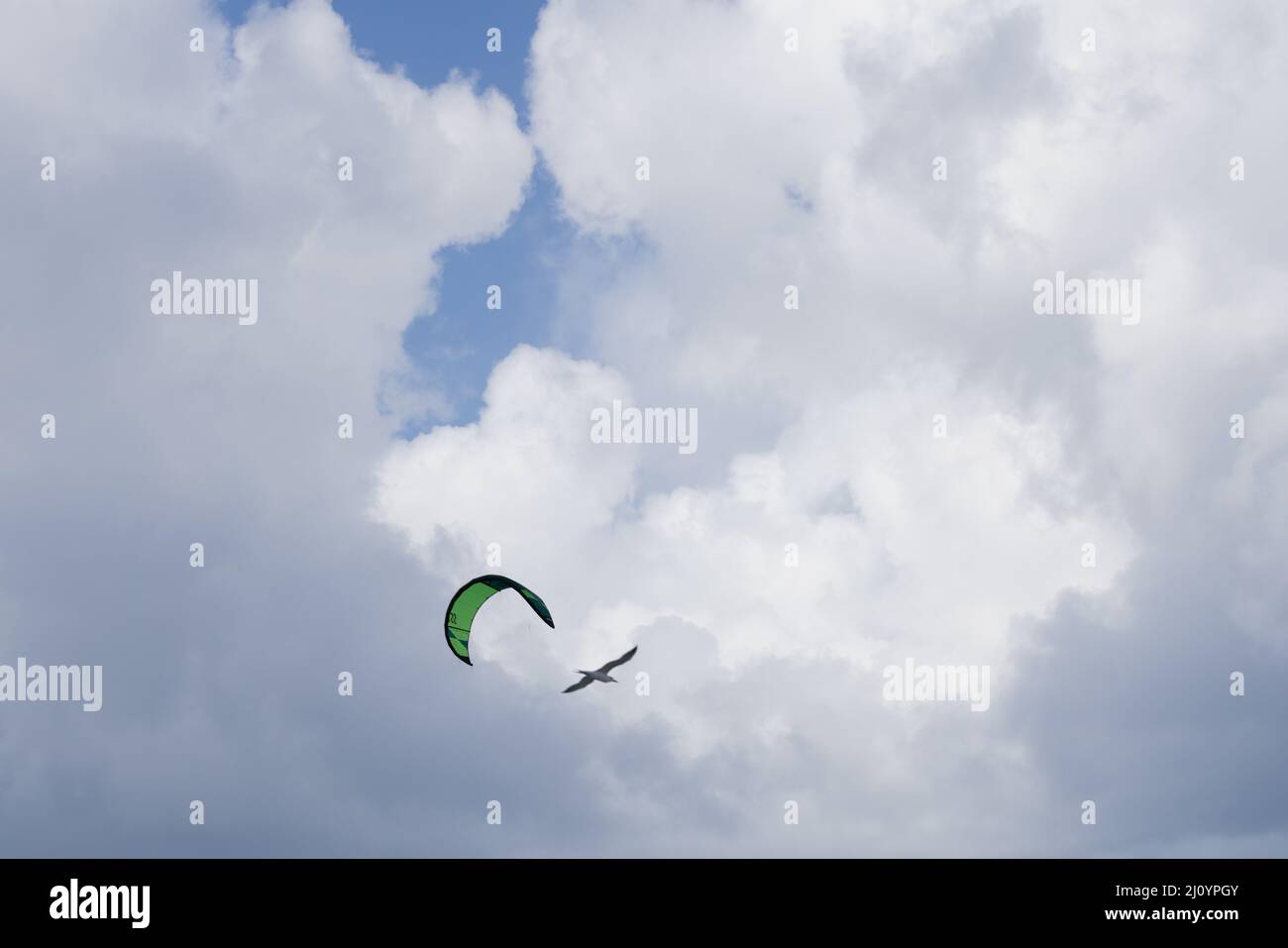 Bird and supporting kite stabilise parachute flying in blue sky Stock ...