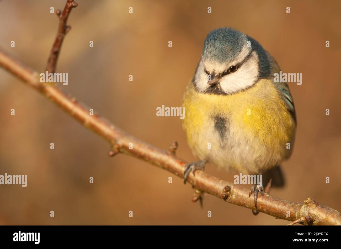 Bluetit bird hi-res stock photography and images - Alamy