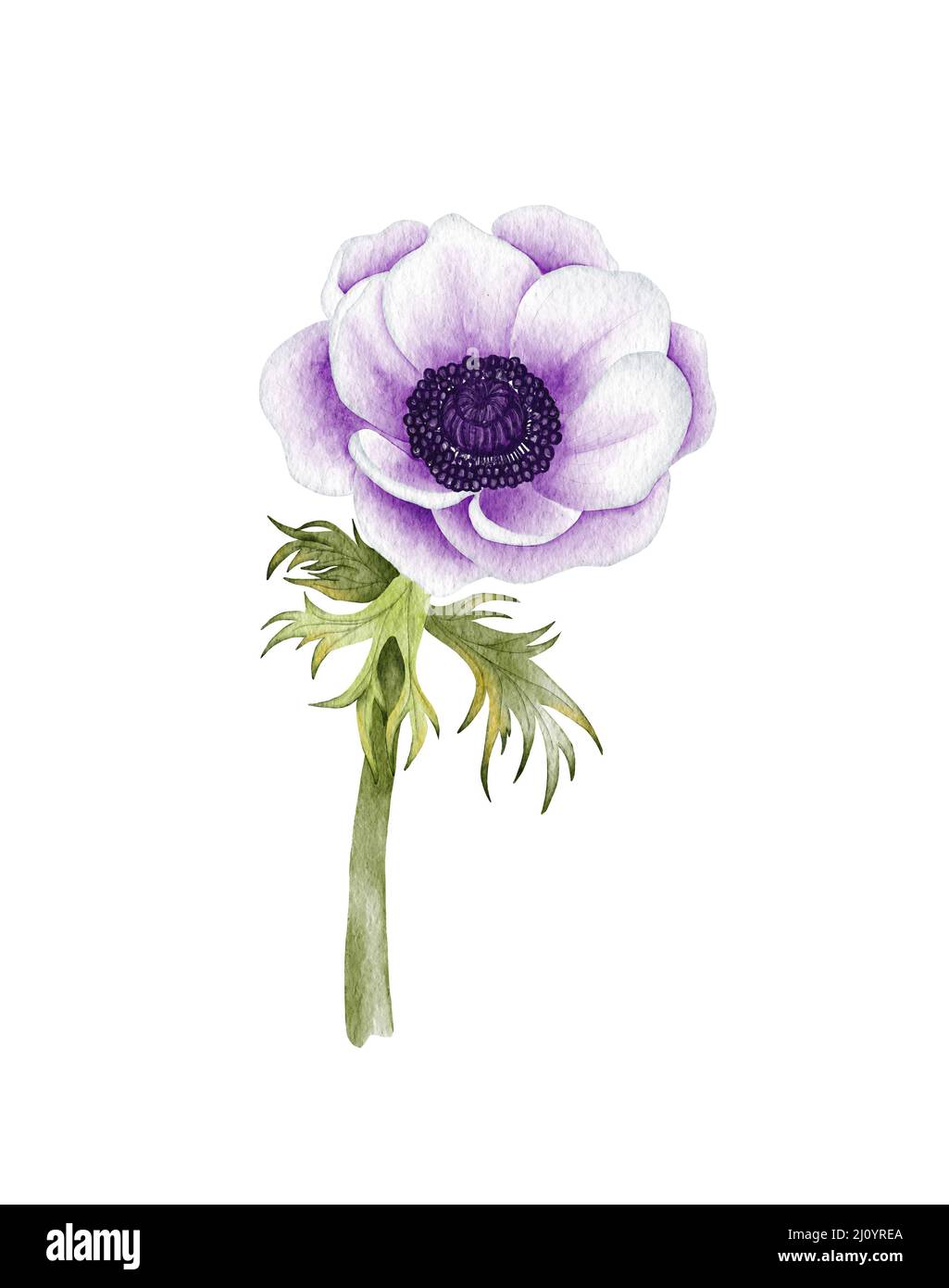 Painted Watercolor Anemone Flower. Purple wedding anemone illustration ...