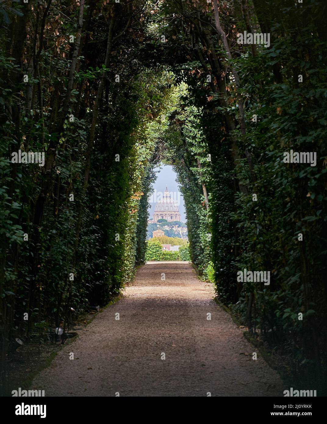 View of the Vatican Basilica through a tree path in Rome, Italy Stock ...
