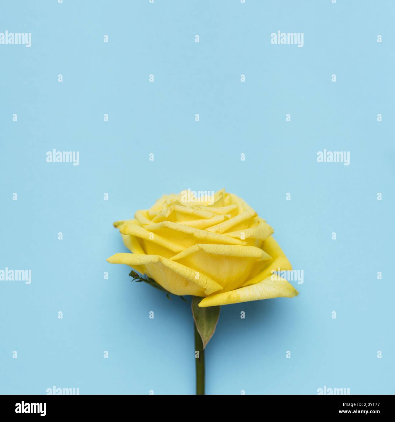 Rose accent hi-res stock photography and images - Alamy