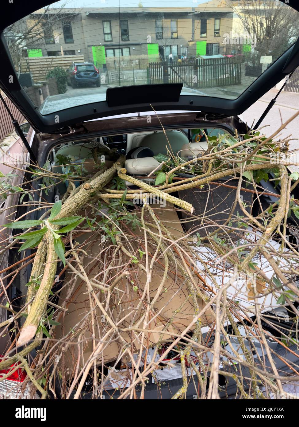 Rear view of car trunk full with multiple branches during the summer ...