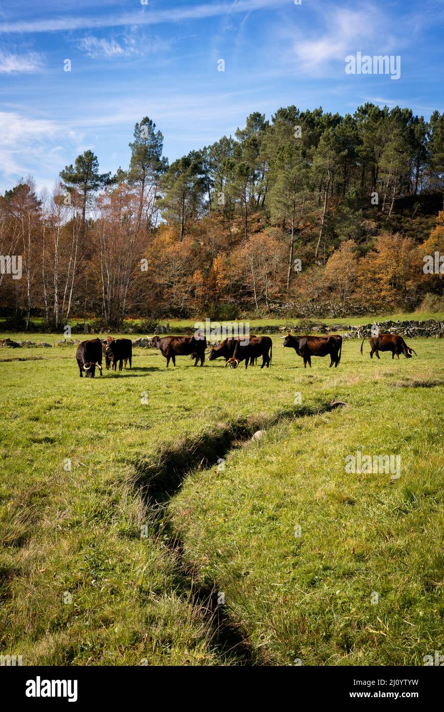 Traditional Maronesa cows of Mondim de Basto in the north of Portugal ...