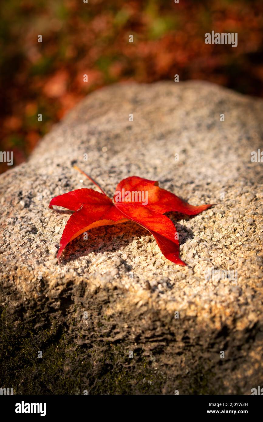 Around the leaf hi-res stock photography and images - Alamy