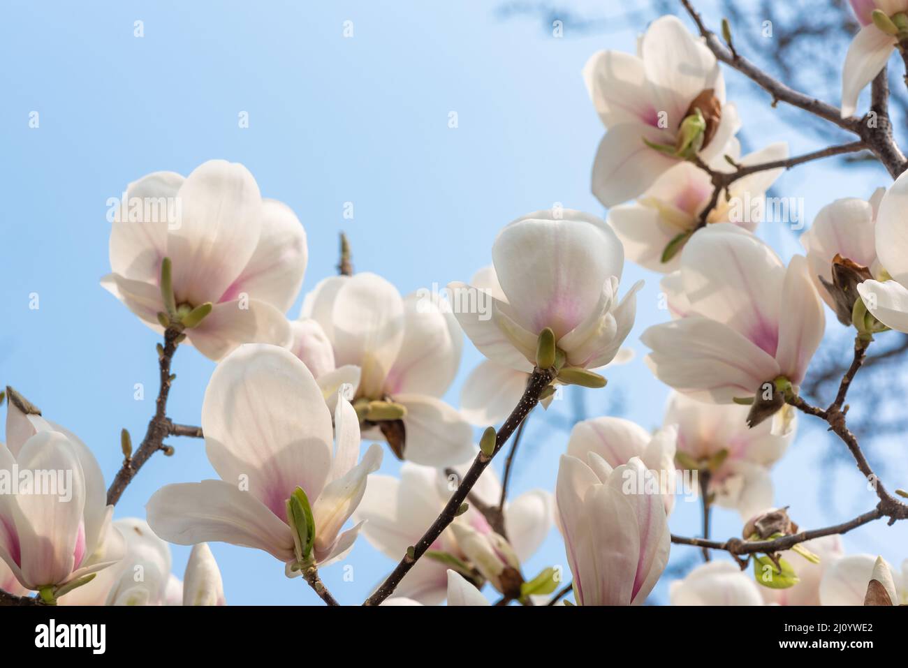 China magnolia tree hi-res stock photography and images - Alamy