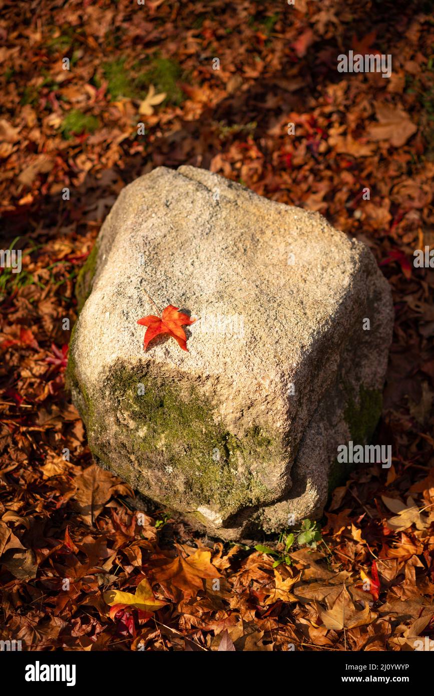 Yellow leaves on rock hi-res stock photography and images - Alamy