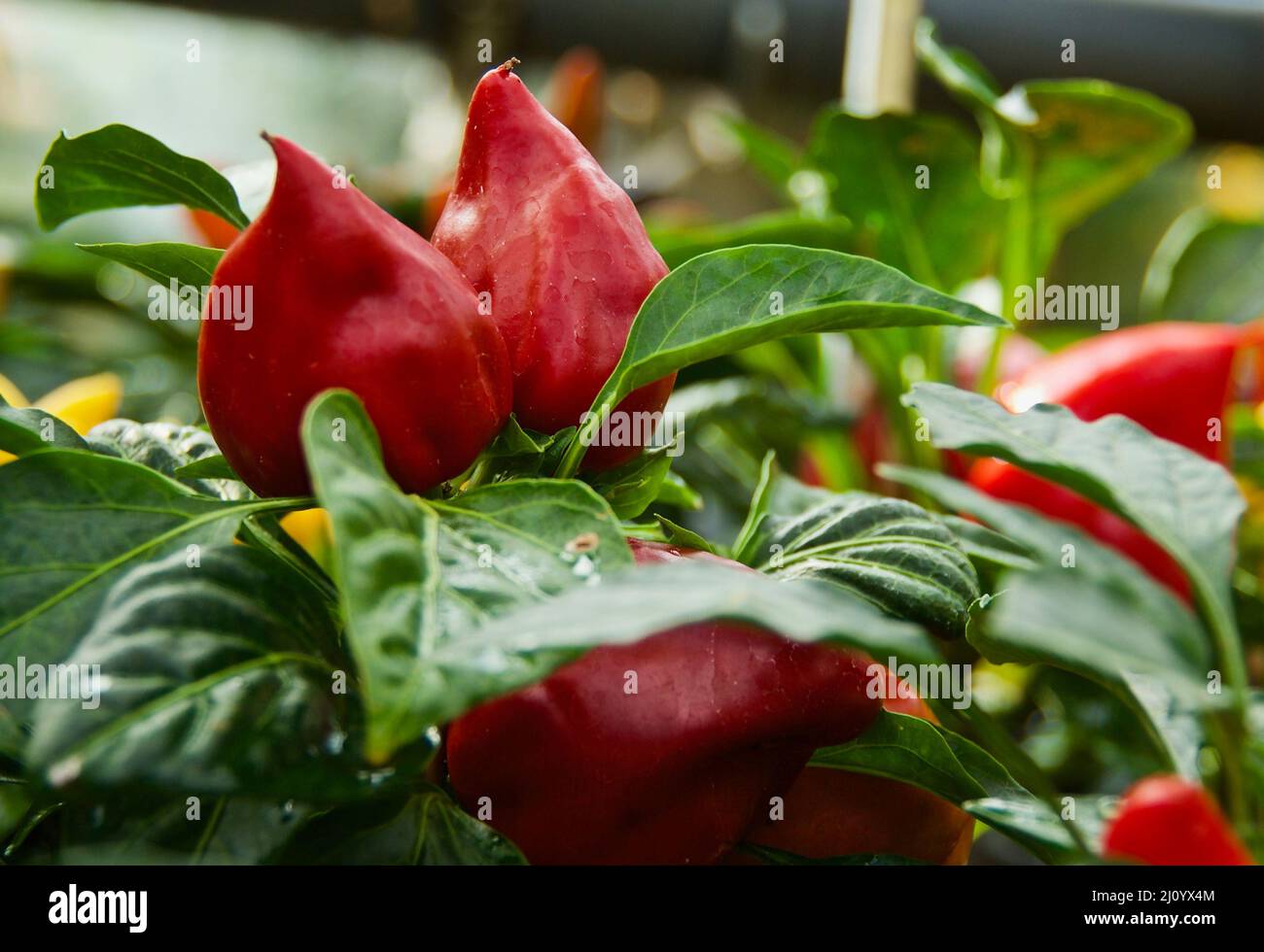 Red pepper plants with fruits for sale at farmers market in Germany in ...