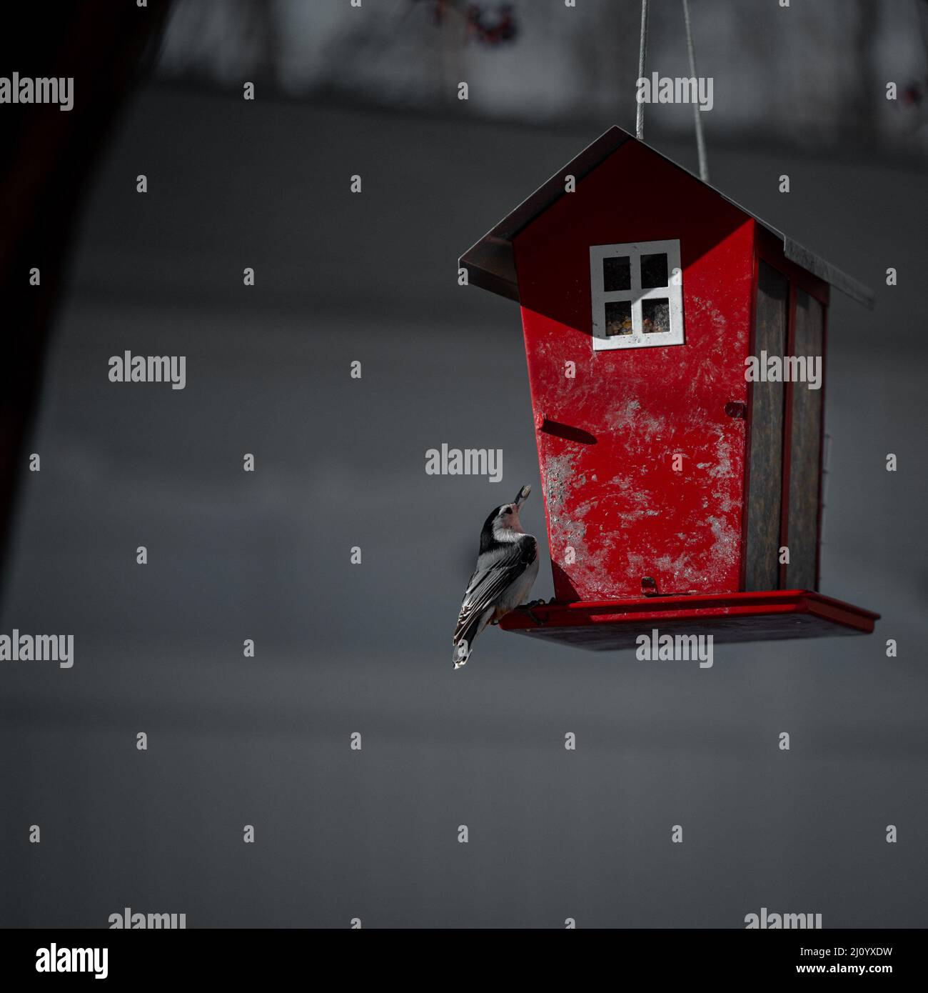 Photo of red bird house with small bird on it Stock Photo - Alamy