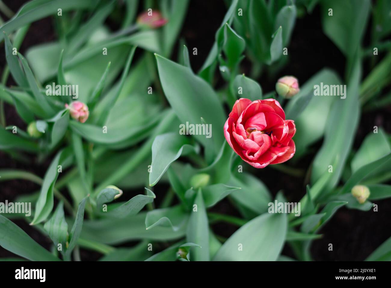 Red and white multi-flowered Double Late tulip (Tulipa) Drumline bloom ...