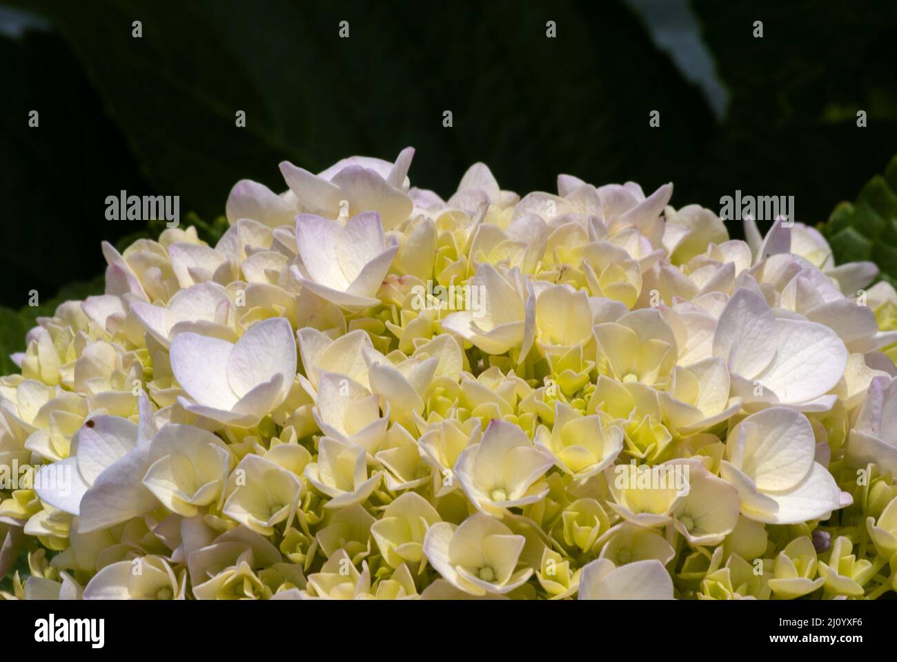 Hydrangea flower outdoors, garden with natural light in Guatemala Stock ...