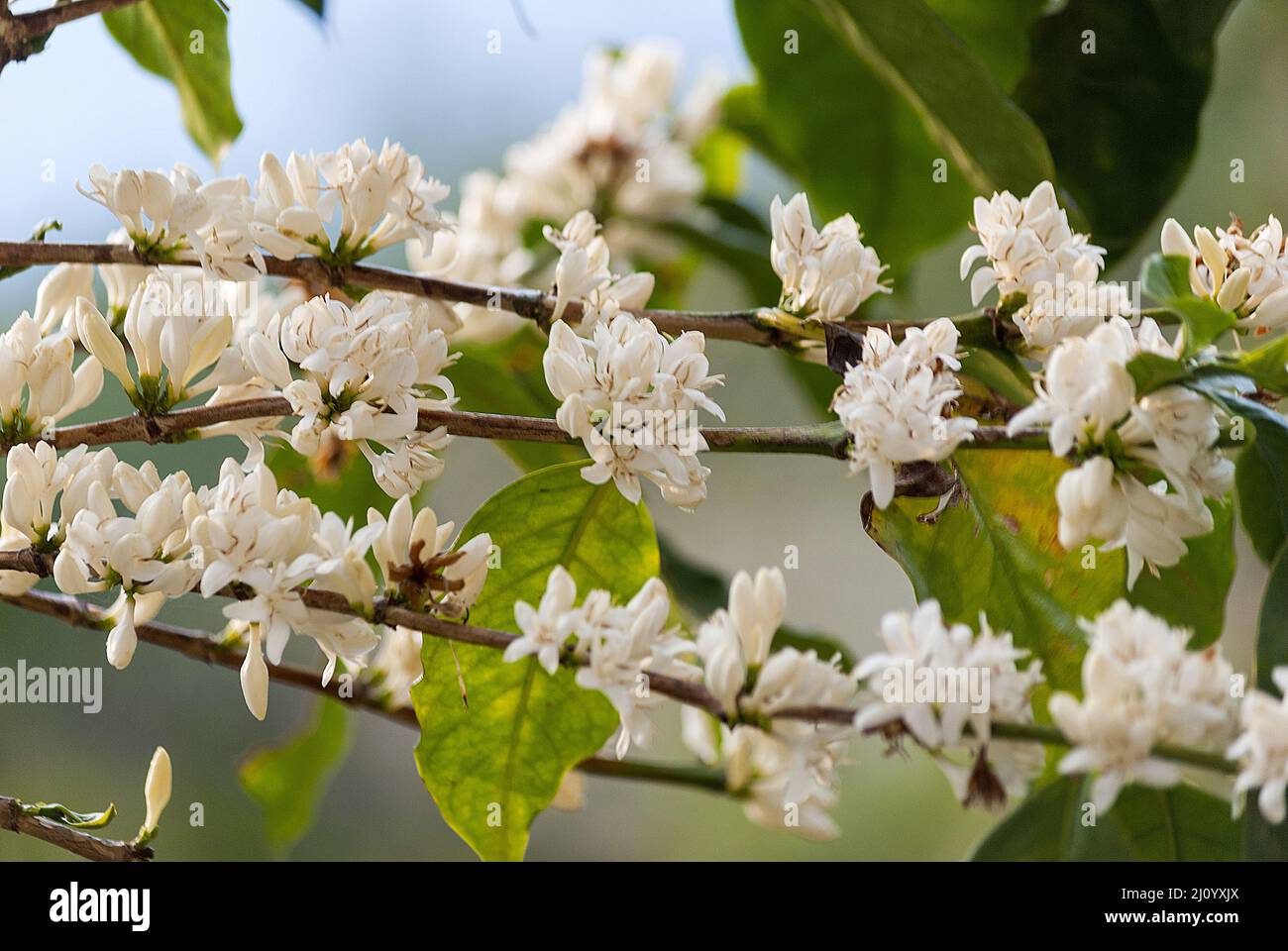 Coffee tree blossom with white color flower close up view. Coffea ...