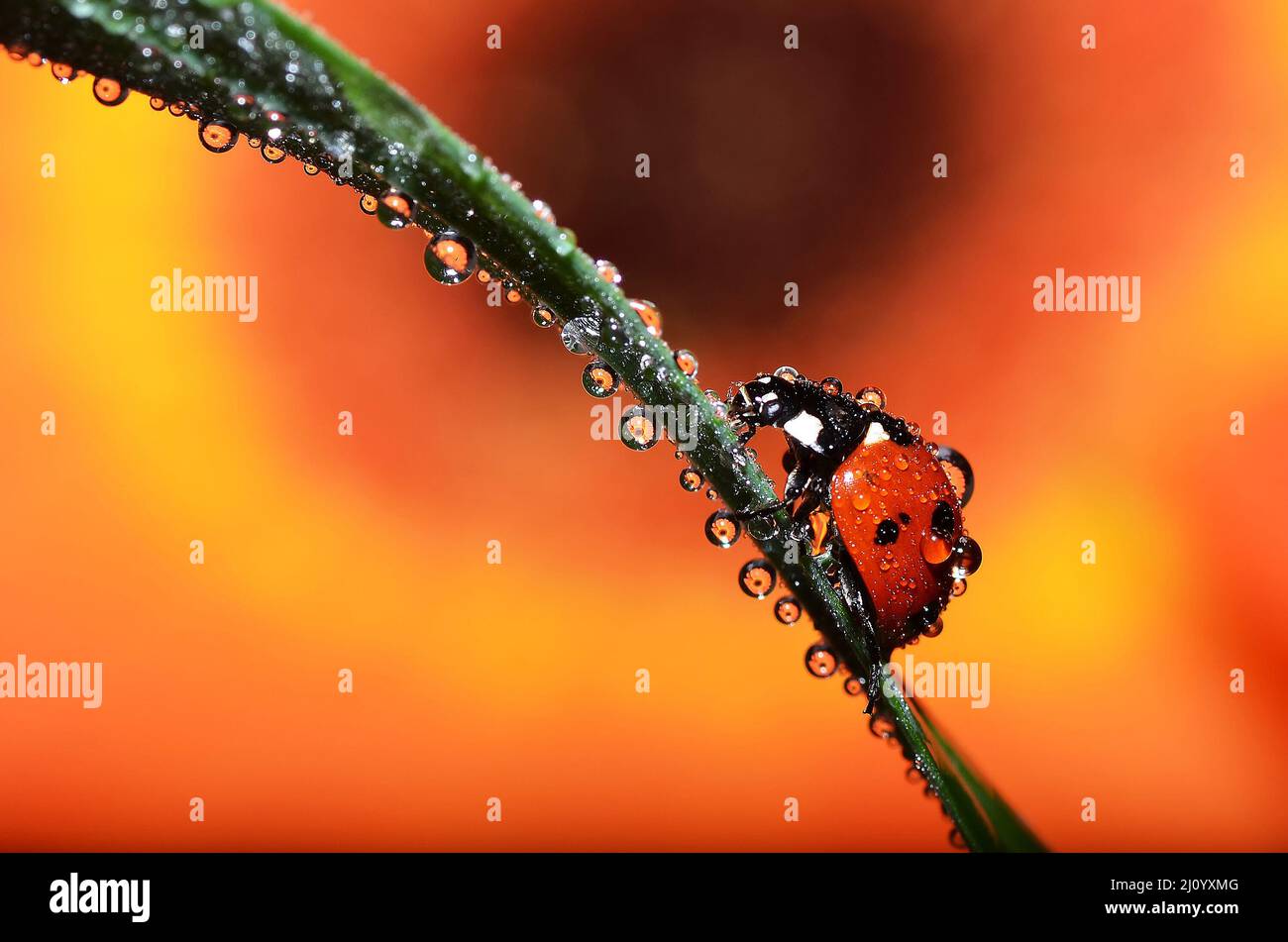 Closeup of a ladybug on a plant covered in water droplets Stock Photo ...