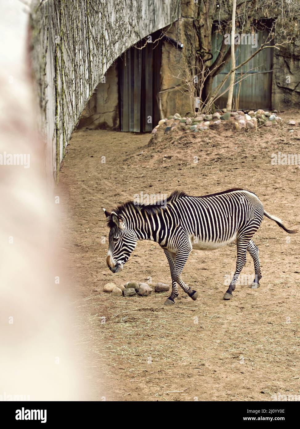 Vertical shot zebra walking hi-res stock photography and images - Alamy