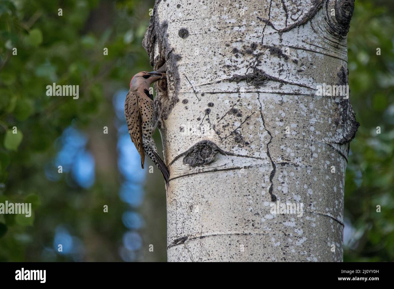 Baby flicker hi-res stock photography and images - Alamy