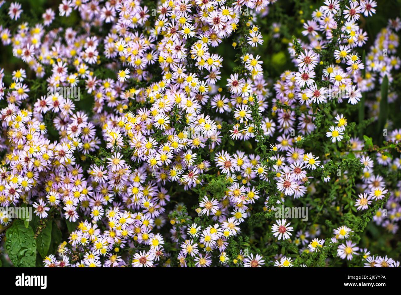 Beautiful shot of many aster flowers in daylight Stock Photo - Alamy