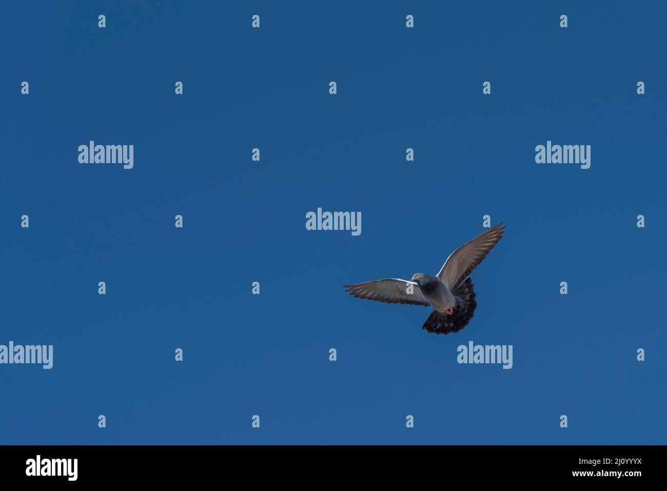 Bottom plumage hi-res stock photography and images - Alamy