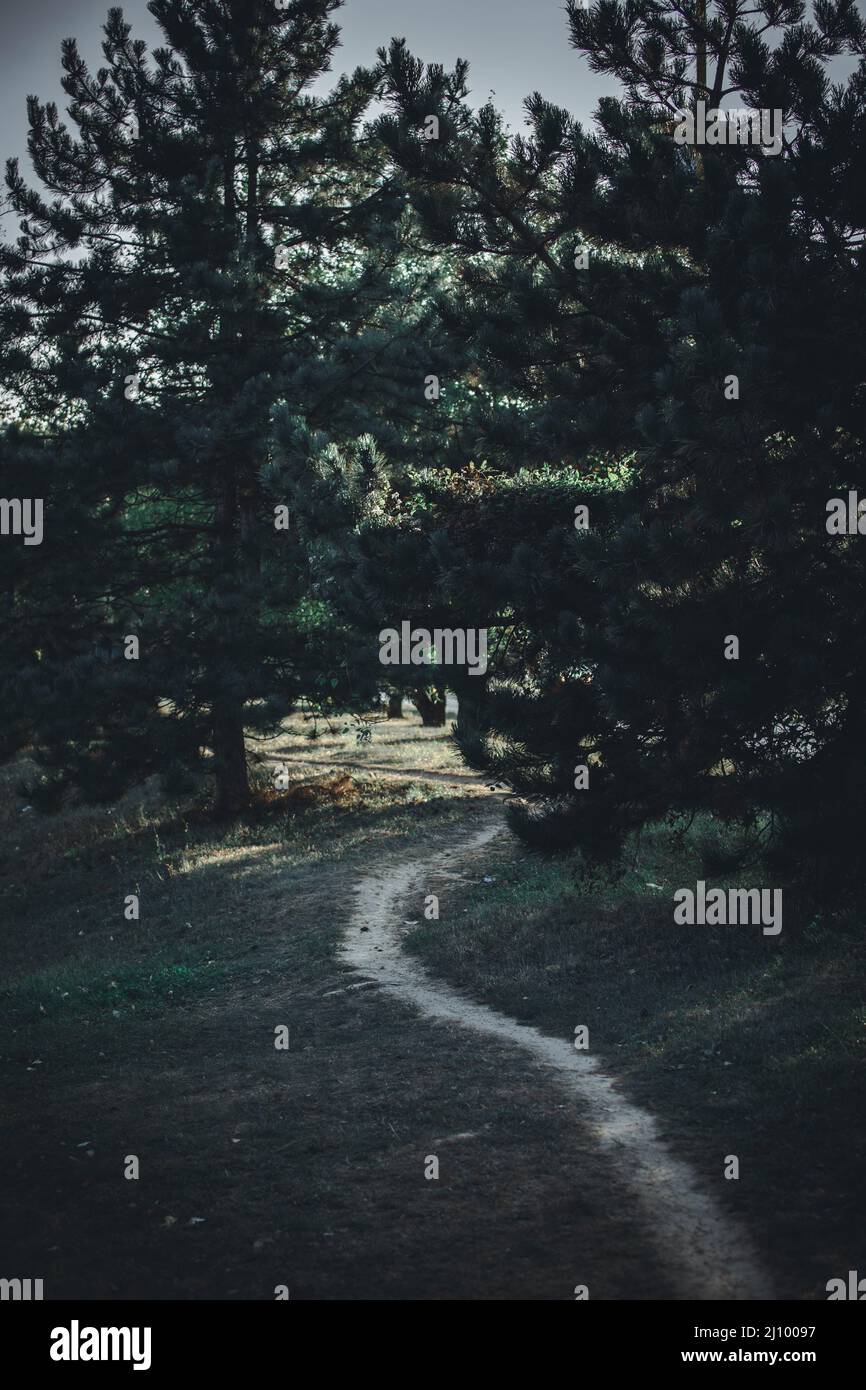 Path going through fir tree forest under the cloudy sky Stock Photo - Alamy