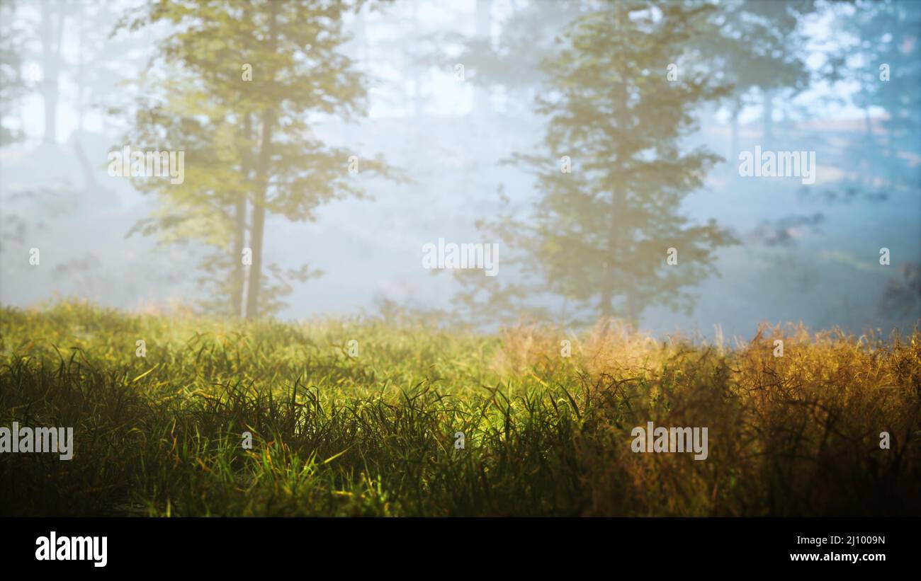 Trees with shadows in forest against of sunshine Stock Photo - Alamy