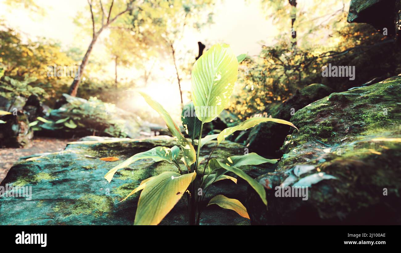 Fog in the rain forest and sun ray Stock Photo - Alamy
