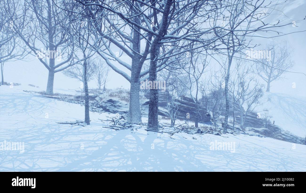 Winter deciduous forest on a foggy morning Stock Photo - Alamy