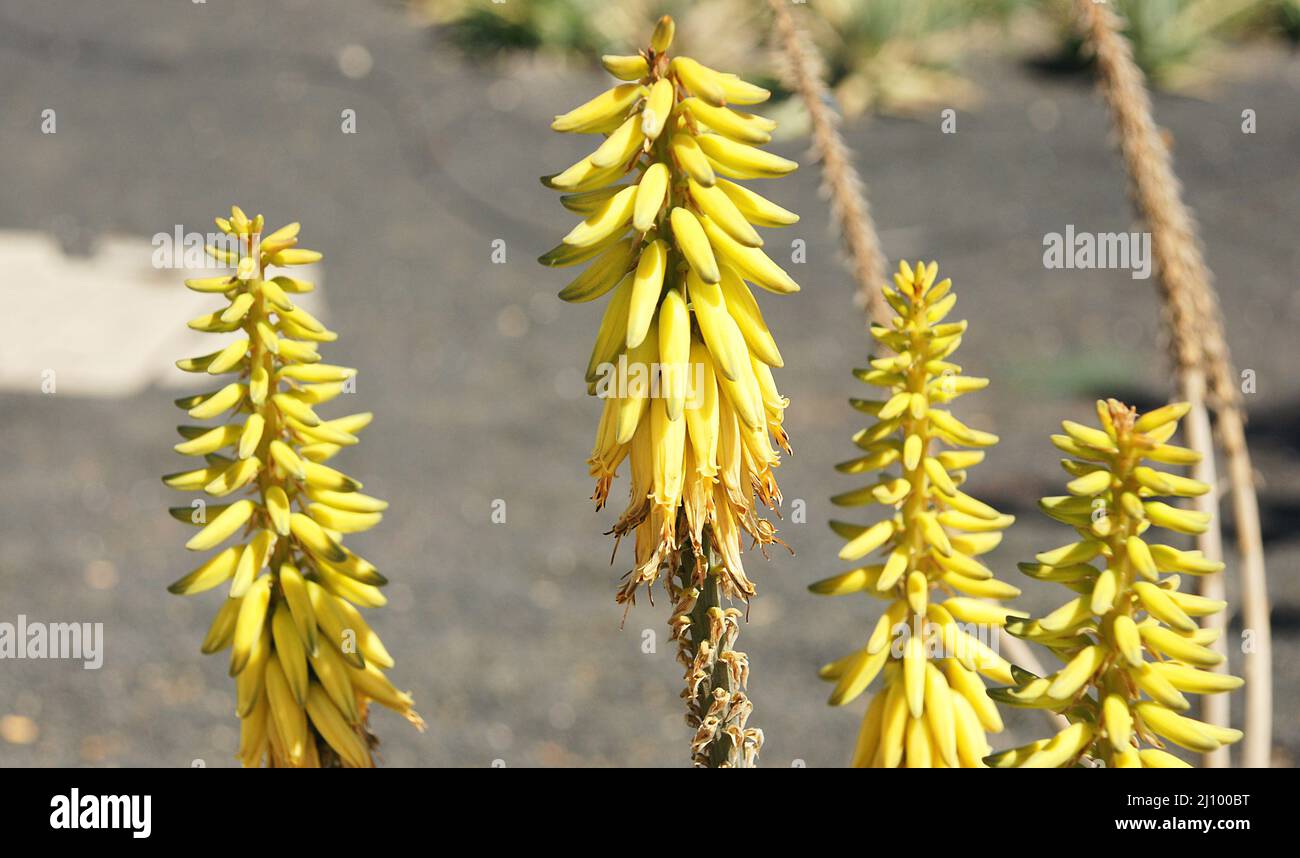 Canarian flora in Lanzarote, Canary Islands, Spain, Europe Stock Photo ...