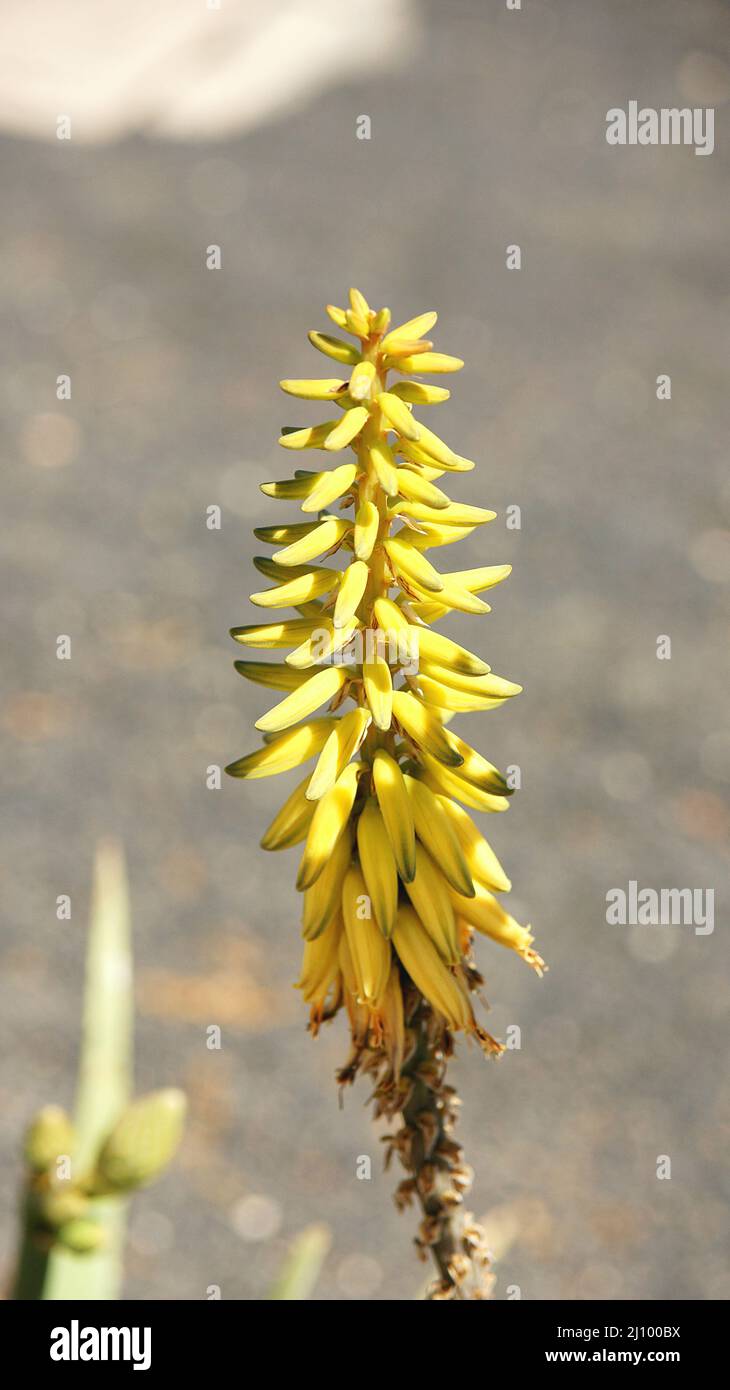 Canarian flora in Lanzarote, Canary Islands, Spain, Europe Stock Photo ...