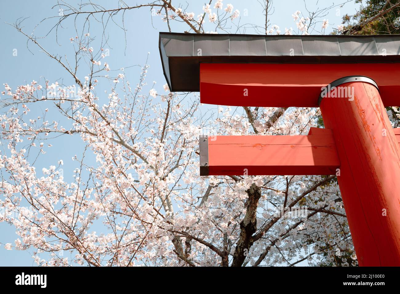 Torii gate with cherry blossom at Himuro shrine in Nara, Japan Stock ...