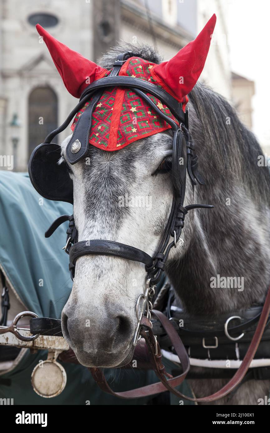 Portrait of a horse in traditional Vienna carriage harness Stock Photo ...