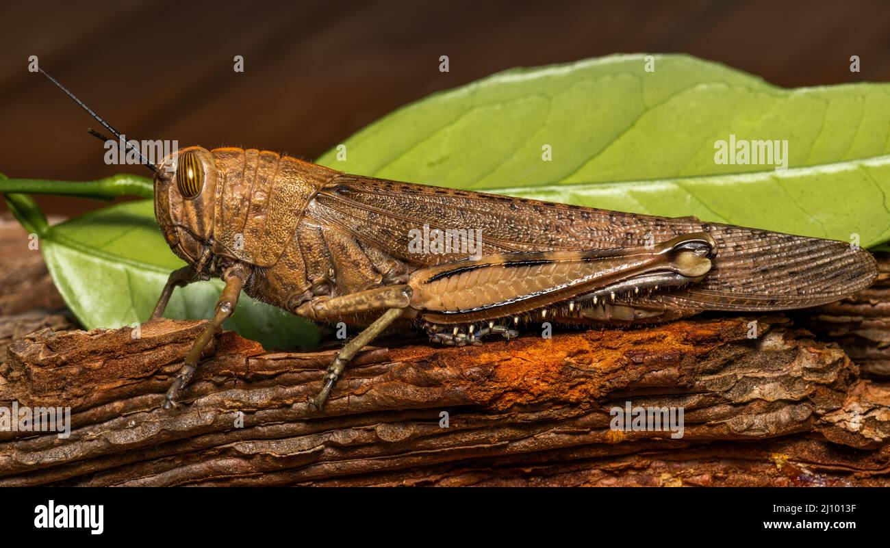 Closeup of a brown grasshopper on a thick tree branch on a leaf ...