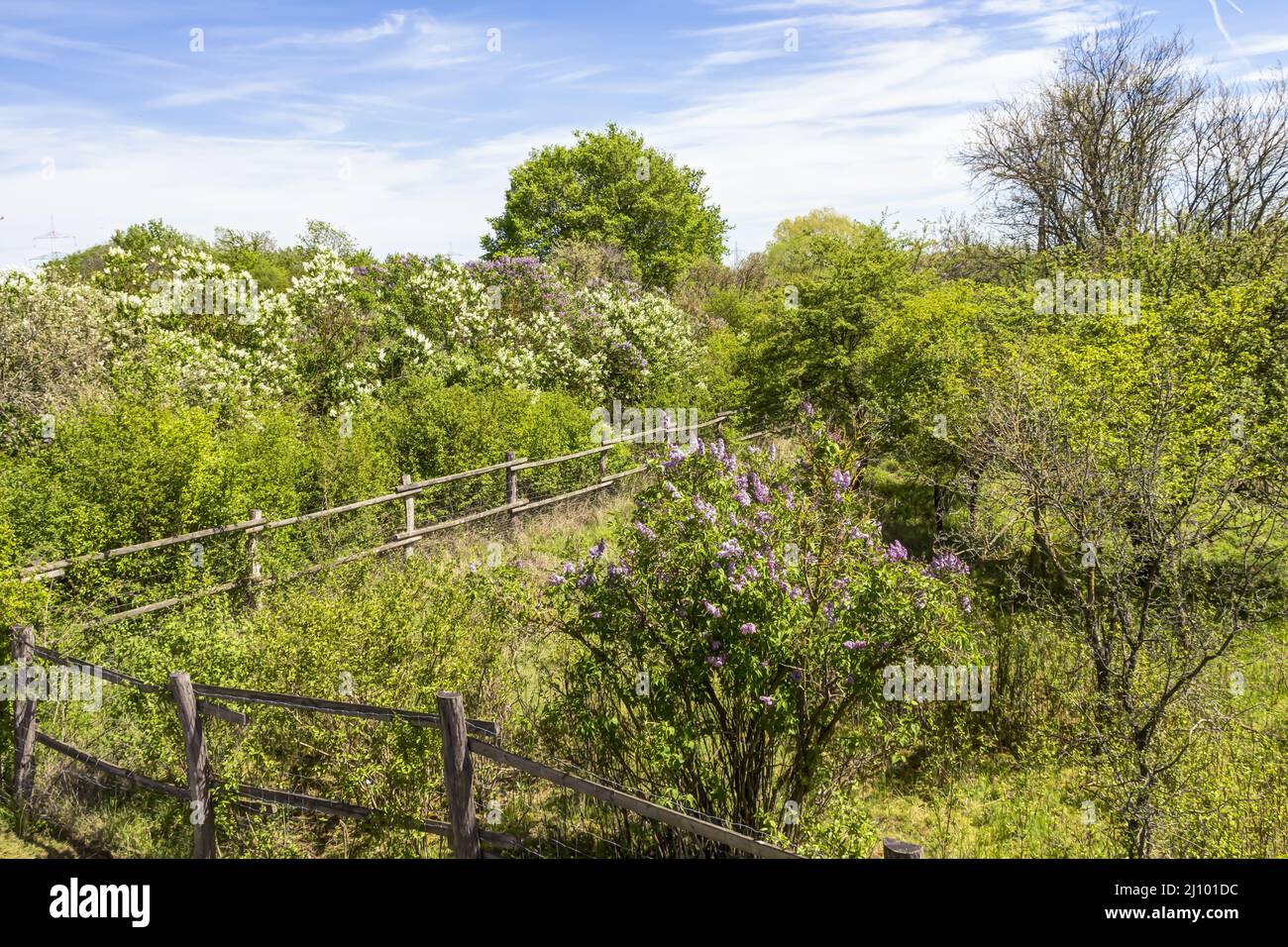 Landscape protection area with beautiful wild growth of green trees ...