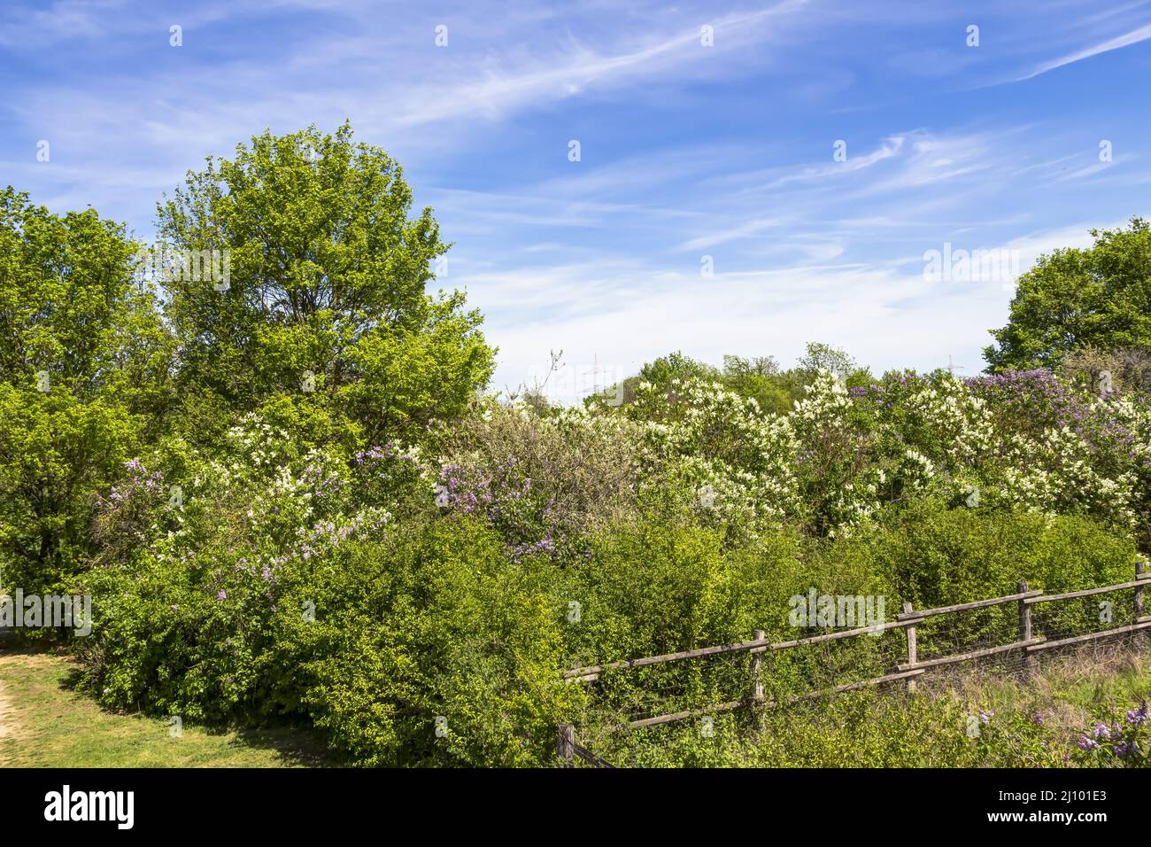 Landscape protection area with beautiful wild growth of green trees ...