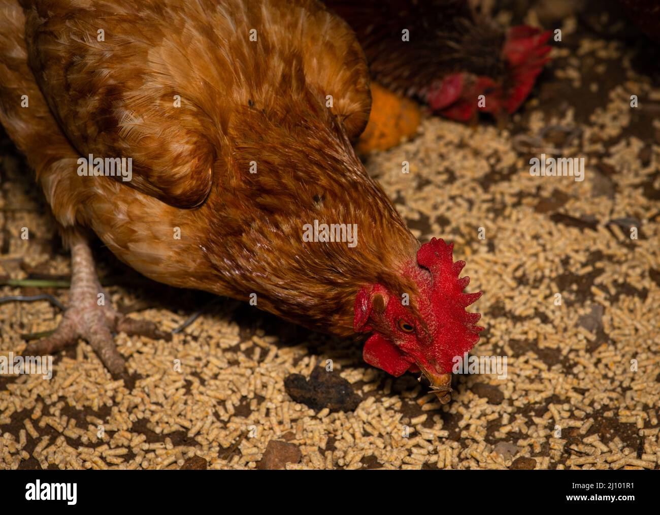 Pellet eyes hi-res stock photography and images - Alamy