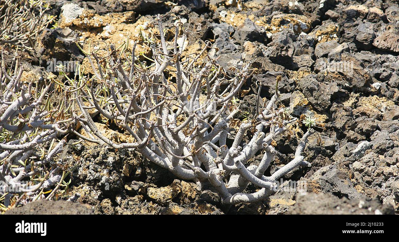 Canadian flora and fauna hi-res stock photography and images - Alamy
