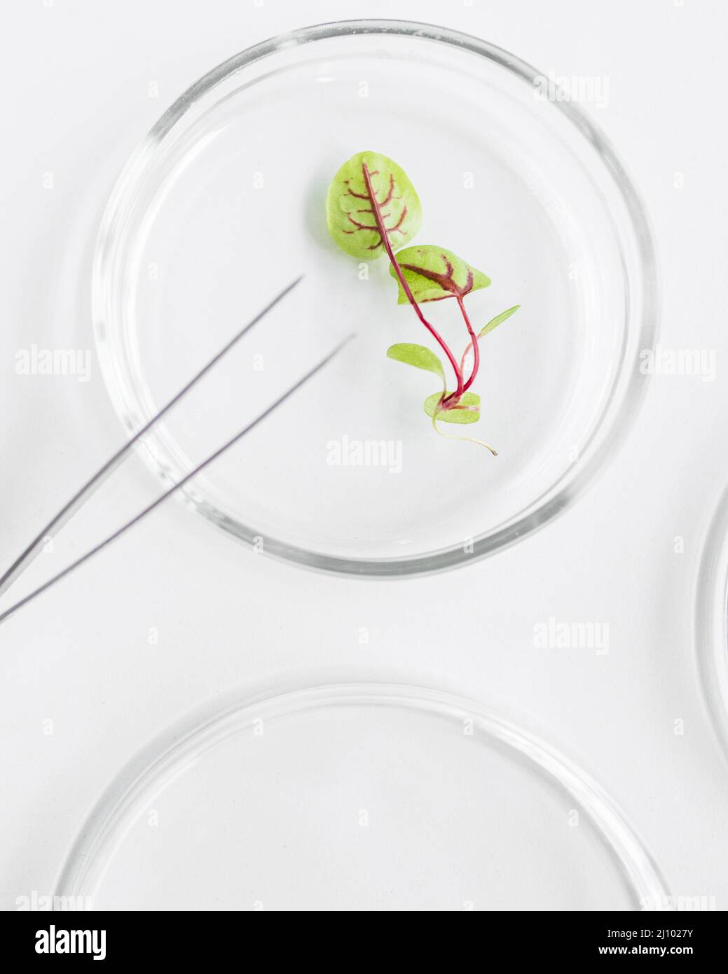Top view petri dish with plant biotechnology laboratory Stock Photo - Alamy