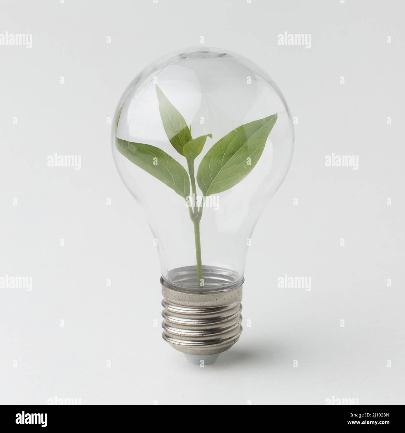 Small plant inside light bulb Stock Photo - Alamy