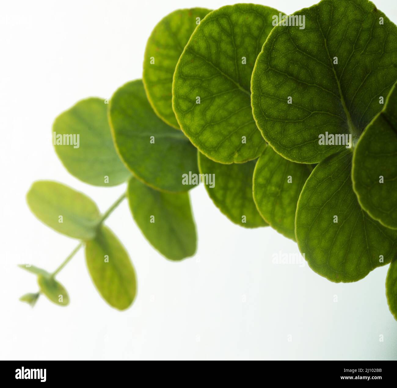 Round shape green leaves background or wallpaper hi-res stock ...