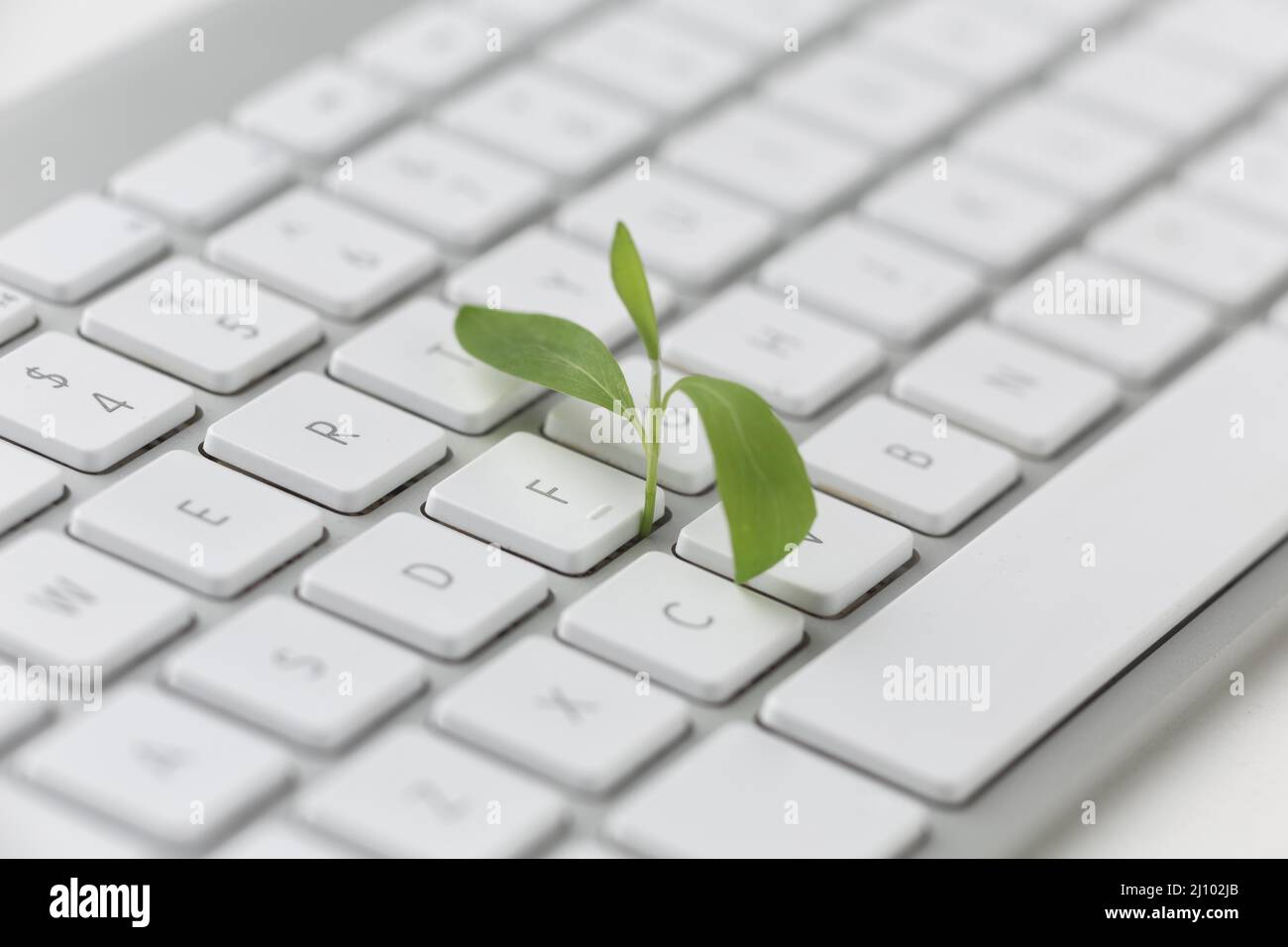 Keyboard with small plant Stock Photo - Alamy
