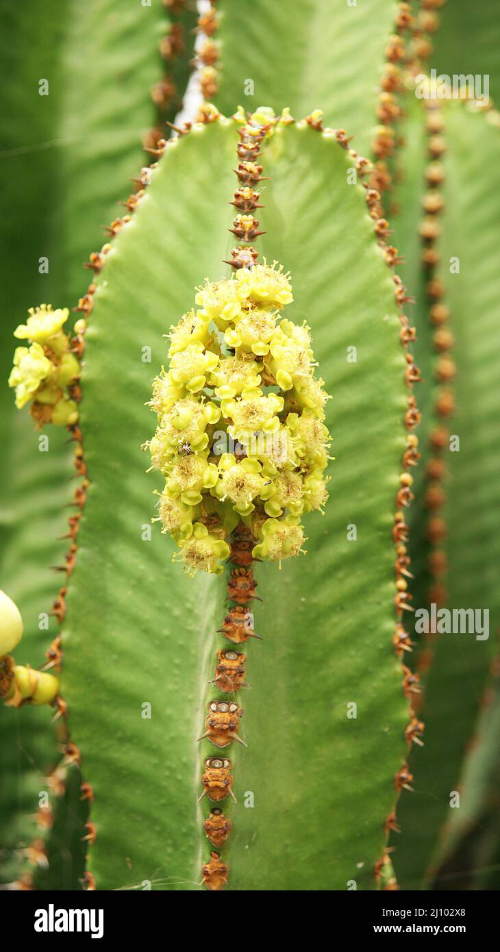 Generic vegetation and Canadian flora in Lanzarote, Canary Islands ...