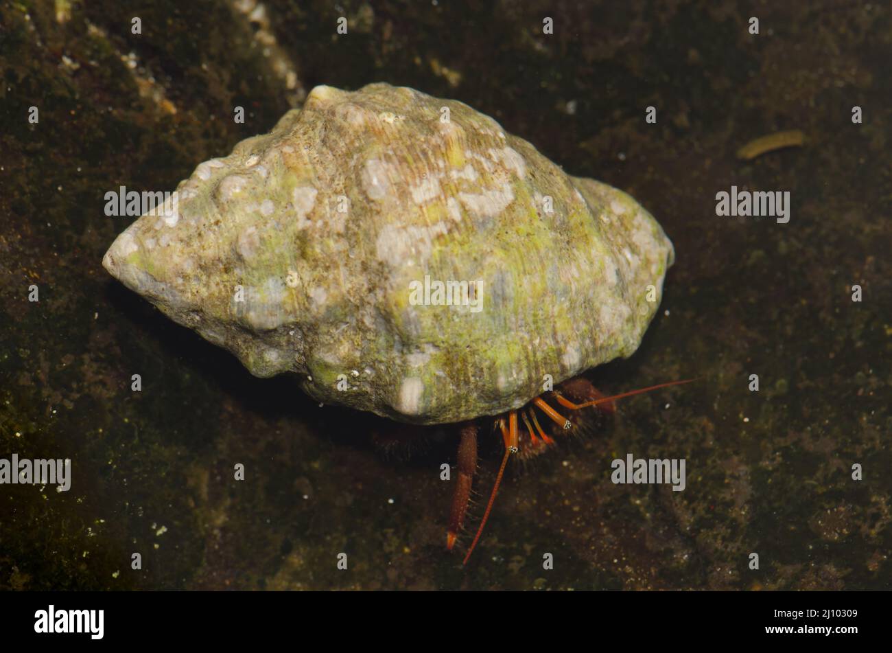 Clibanarius aequabilis hi-res stock photography and images - Alamy