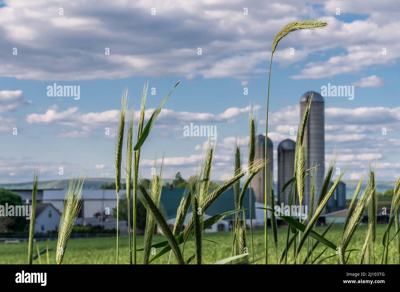 Wheat with farm in background Stock Photo - Alamy