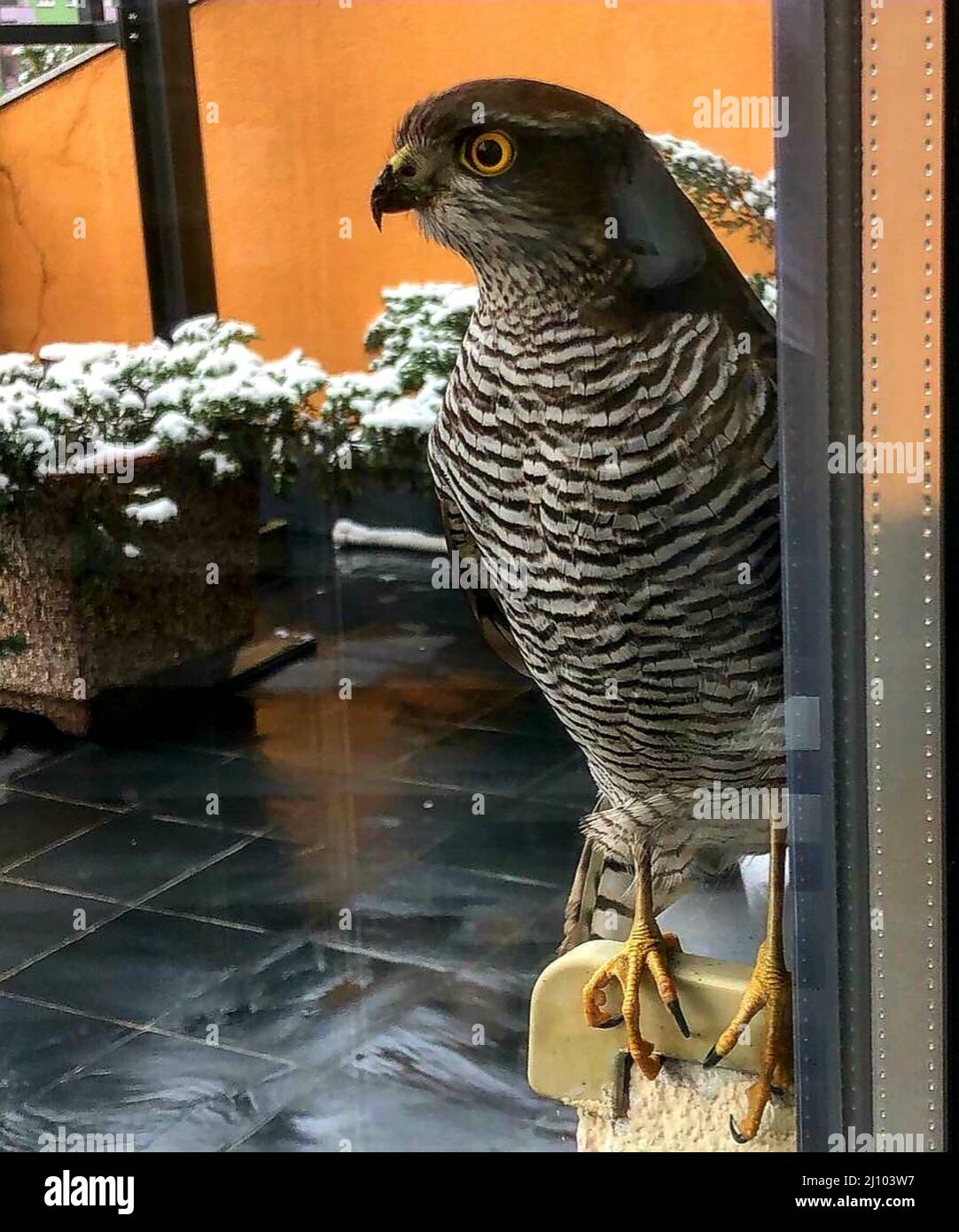 Hawk Falcon and the City Stock Photo - Alamy
