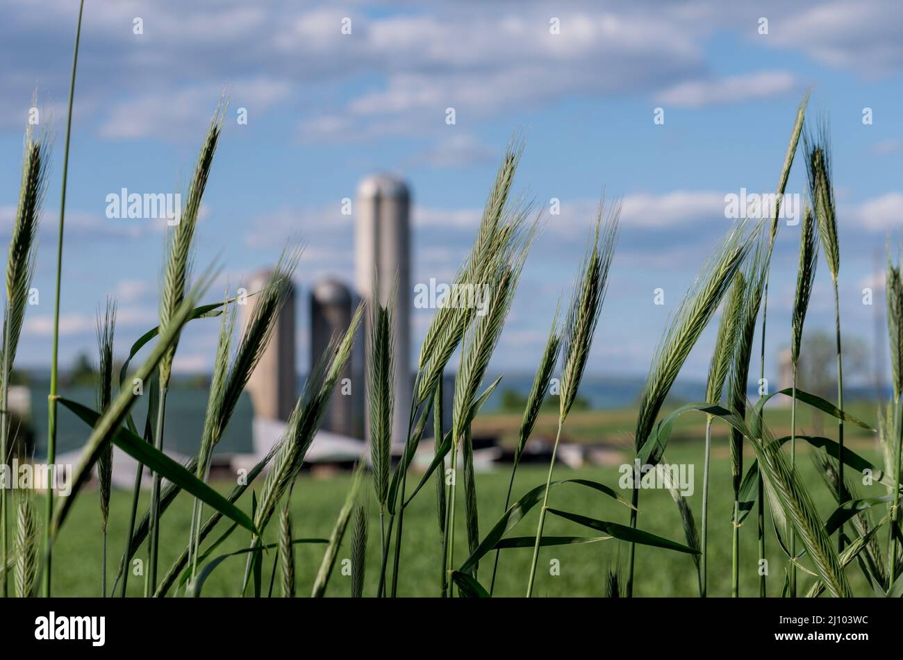 Wheat with farm in background Stock Photo - Alamy