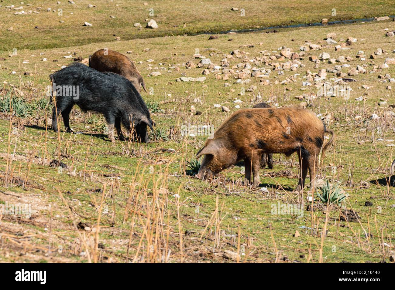 Background wild boars hi-res stock photography and images - Alamy