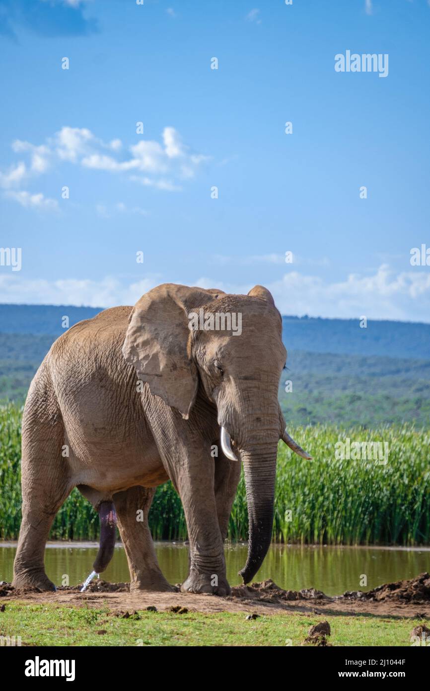 Addo Elephant park South Africa, Family of elephant in addo elephant ...